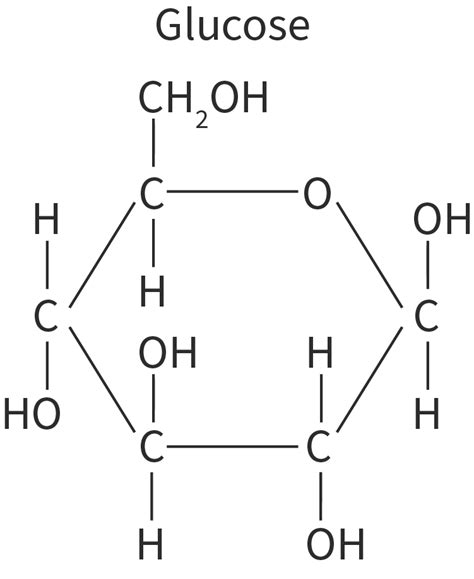 Ibdp Biology 2025 Slandhl B11 Carbohydrate And Lipid Study Notes