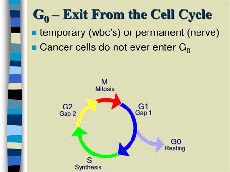 PPT THE CELL CYCLE PowerPoint Presentation Free Download ID