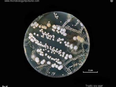 Verify Wonderland Labs Fda Compliant Testing Lab Kratom Kava