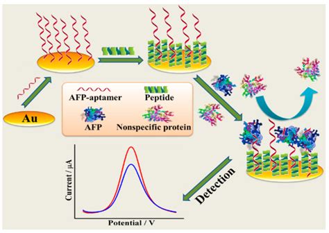 Detection Of Alpha Fetoprotein Using Aptamer Based Sensors