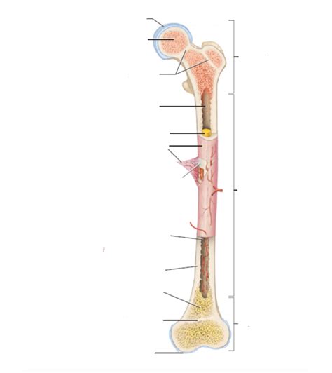 Long Bone Diagram Quizlet
