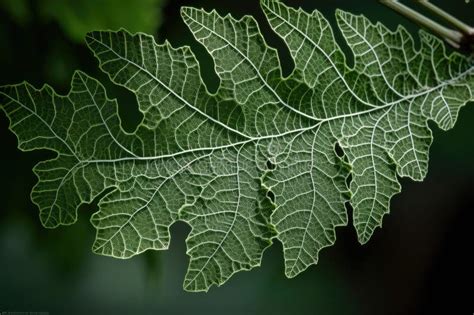 Nature Inspired Fractal Pattern On Leaf Stock Illustration Nature Inspired Fractal Pattern On Leaf Stock Illustration
