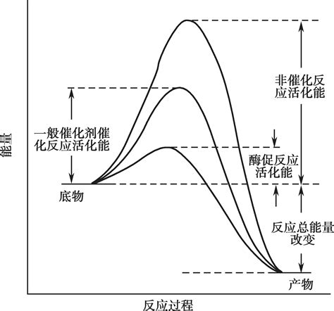 催化剂降低活化能图解 无机催化剂降低活化能图解 伤感说说吧