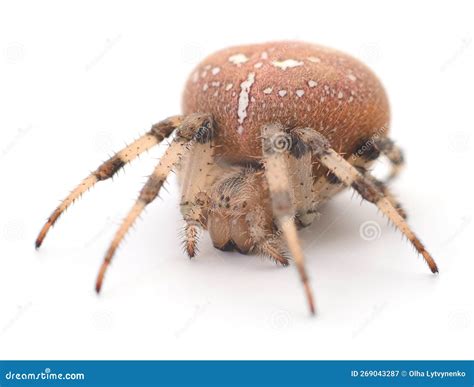 Aranha Marrom Imagem De Stock Imagem De Marrom Isolado 269043287