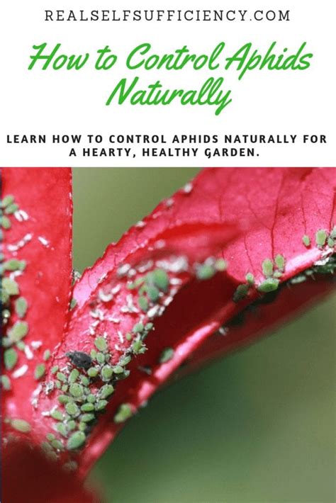 How To Control Aphids Naturally Real Self Sufficiency