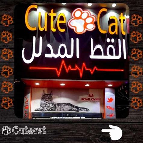الفروع متجر كيوت كات