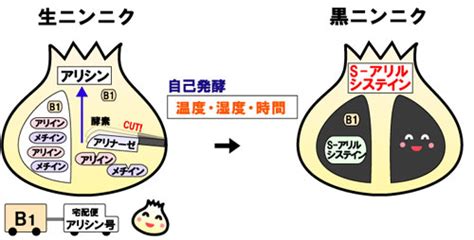 生にんにく｜メディカル・ニチワ