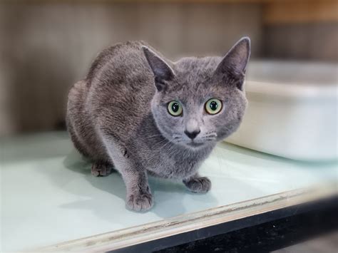 러시안블루태양이 고양이책임분양 인천고양이분양 수원고양이분양 서울고양이분양 대전고양이분양 평택고양이분양 시흥고양이분양