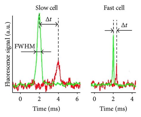 CTC Size Analysis Using Two Color Two Beam In Vivo PAFFC Platform A Download Scientific