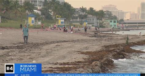 Flesh Eating Bacteria Found In Seaweed On State Beaches Cbs Miami