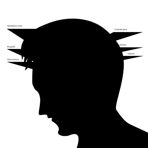 Berkaslimbic Lobe Hariadhisvg Wikipedia Bahasa Indonesia