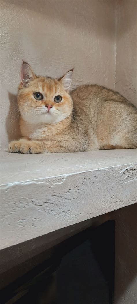 Элитный котик золотая шиншилла