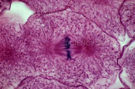 Cell In Late Metaphase Stage Of Mitosi Stock Image Science Source