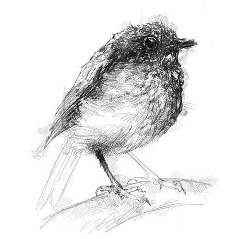 British Robin Sketch Limited Edition Fine Art Print From Original
