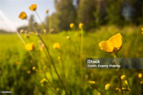 여름 초원에서 화창한 날에 야생화가 클로즈업된다 자연을 테마로 한 디자인과 프로젝트를 위한 흐릿한 배경의 아름다운 자연 시골 풍경 0명에 대한 스톡 사진 및 기타 이미지