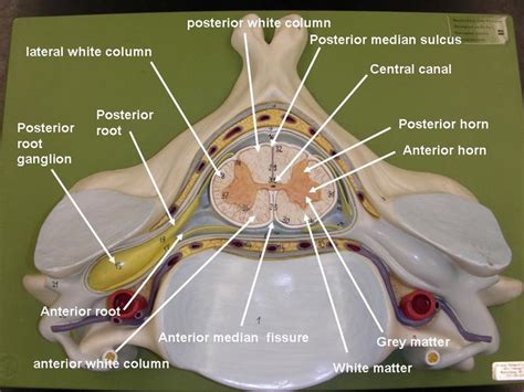 Spinal Cord Cross Section Model