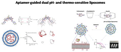 The University Of Jordan Aptamer Guided Nanomedicines For Anticancer Drug Delivery
