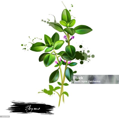 흰색 배경에 고립 된 수채화 신선한 백리향 흉선 저속한 백리향 오일의 활성 성분 에버그린 허브와 요리 약용 장식용 허브 영양