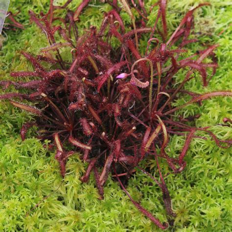 Drosera Capensis Cv