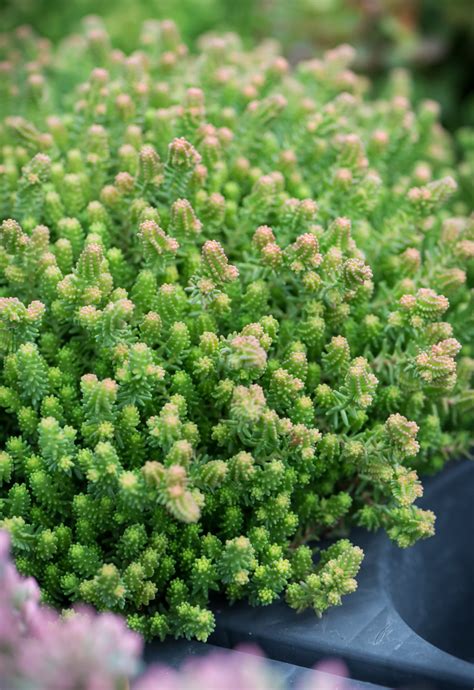 Szkółka Bylin Dobrepole Sedum Sexangulare Rozchodnik Sześciorzędowy Szkółka Bylin Dobrepole Sedum Sexangulare Rozchodnik Sześciorzędowy