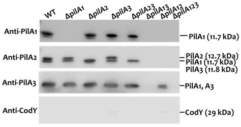 Functional Analysis Of The Major Pilin Proteins Of Type Iv Pili In Streptococcus Sanguinis Cgmh010