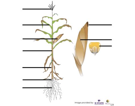 Kansas Corn Plant Anatomy Functions Quiz