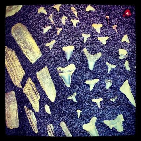 1000 Images About East Texas Fossils On Pinterest Sharks Days In And Memorial Day