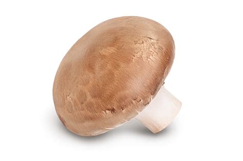 클리핑 경로와 전체 깊이의 필드가있는 흰색 배경에 고립 된 로얄 브라운 샴페인 건강한 식생활에 대한 스톡 사진 및 기타 이미지 건강한 식생활 균류 날것 Istock