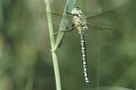 Aeshna Viridis Is About 7 Cm Long And Can Be Seen In July And August