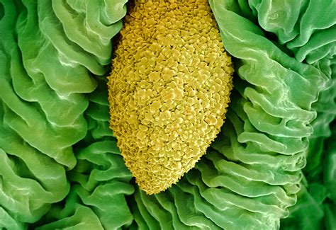 Cell Picture Show The Biology Of Sex Cell Press