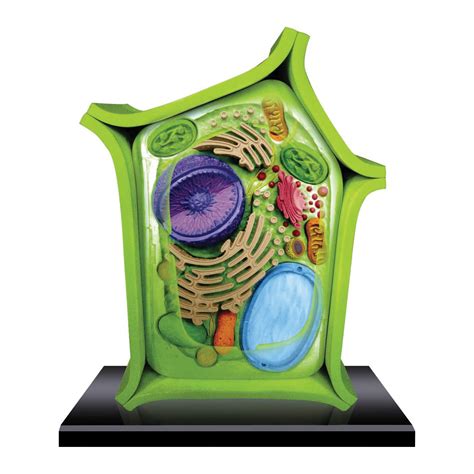 Plant Cell 3d