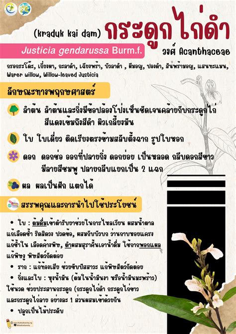 Bedo 🐔 กระดูกไก่ดำ Kraduk Kai Dam 🌿 🐔 ชื่อวิทยาศาสตร์ Justicia Gendarussa Burm F วงศ์