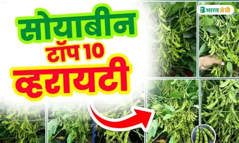 Soybean Variety सोयाबीन टॉप 10 सुधारित वाण Bharatagri Krushi Dukan