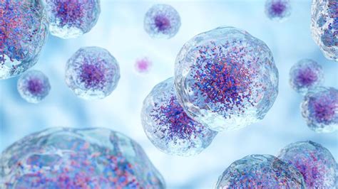 Cell Shape And Chemoattractants Guide Cell Movement Technology Networks