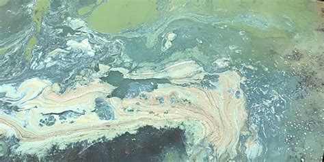 Filamentous Cyanobacteria New Jersey Center For Water Science And Technology Montclair State