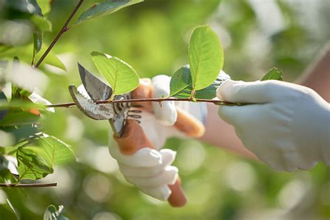 원예의 개념 흰색 장갑에 여성의 손 가지 치기 가위로 잘라 가위에 대한 스톡 사진 및 기타 이미지 가위 가지치기 가지치기