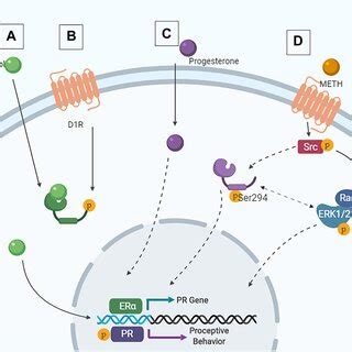 Intracellular Signaling Cascades In The MePD That Contribute To Female Download Scientific