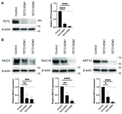 Expression Of Corneal Differentiation Genes In Tet2 Kd Cultured Corneal Download Scientific