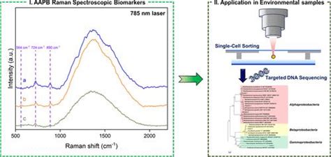 拉曼 荧光引导的单细胞分选和靶向宏基因组揭示了海洋环境中的需氧无氧光养细菌 Environmental Science And Technology X Mol