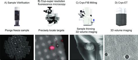 Cryo Workflow A Bacterial Cells Were Frozen On Finder EM Grids With Download Scientific
