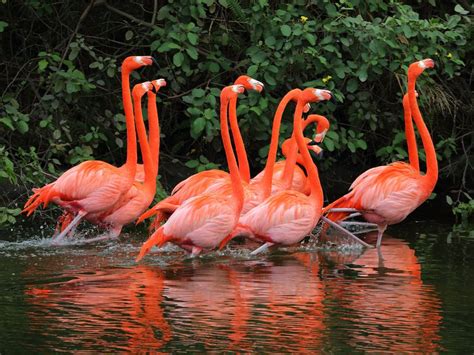 Where Do Flamingos Live Habitat Range Distribution Birdfact