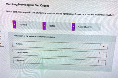 Matching Homologous Sex Organs Match Each Male Reproductive Anatomical