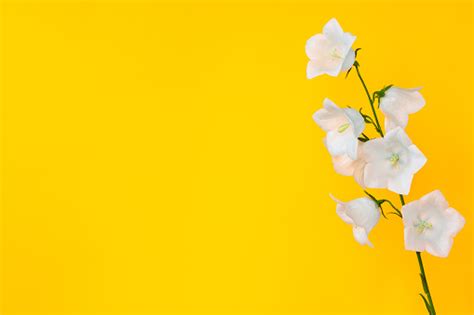 노란색 배경에 흰색 종 의 분기 삽입을위한 빈 공간을 떠났다 0명에 대한 스톡 사진 및 기타 이미지 0명 3월 귀여운 Istock