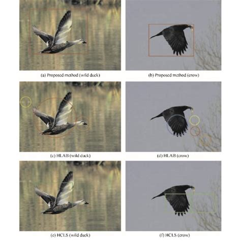Flying Bird Dataset Used In This Paper Download Scientific Diagram