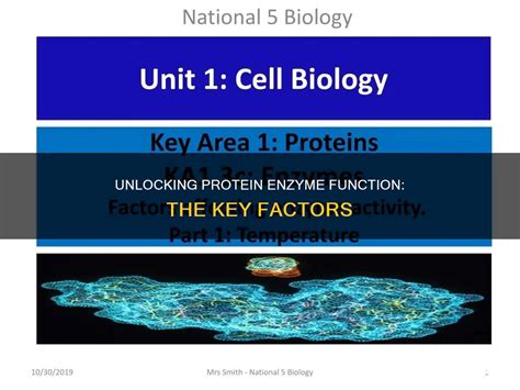 unlocking protein enzyme function the key factors medshun