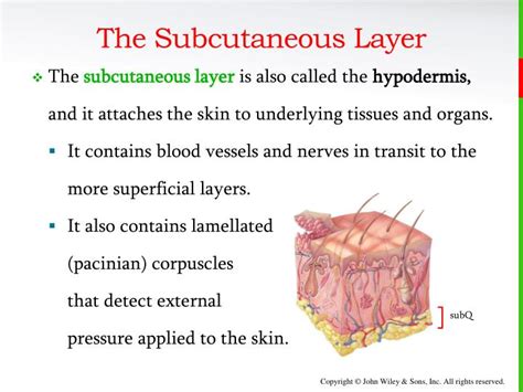 Subcutaneous Layer