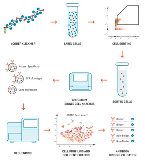 Accurate Antibody Discovery With Dcode® Klickmer Immudex