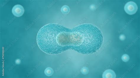 Digital Illustration Of Cell Division Reproduction Stock Illustration Adobe Stock