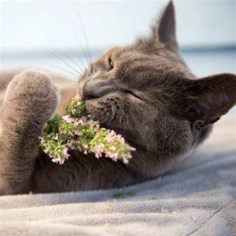 Catnip Herb Seeds Mandy Spring Farm Nursery Inc