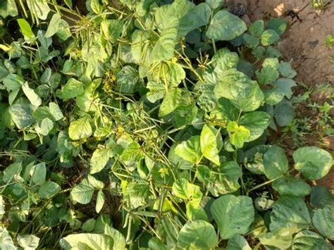 All Javat At Rs 400 Piece Chemical Fertilizer Granules In Jambusar Id 2849753025773